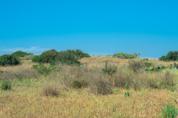 CALIFORNIA’S FIRST SUCCESSFUL NATIVE HABITAT RESTORATION ON A CLOSED ...
